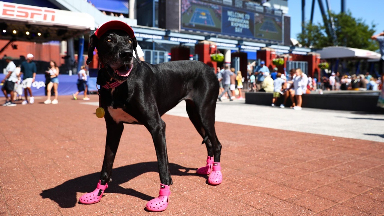 Best photos from around the grounds on Day 8 of 2024 US Open | Official ...